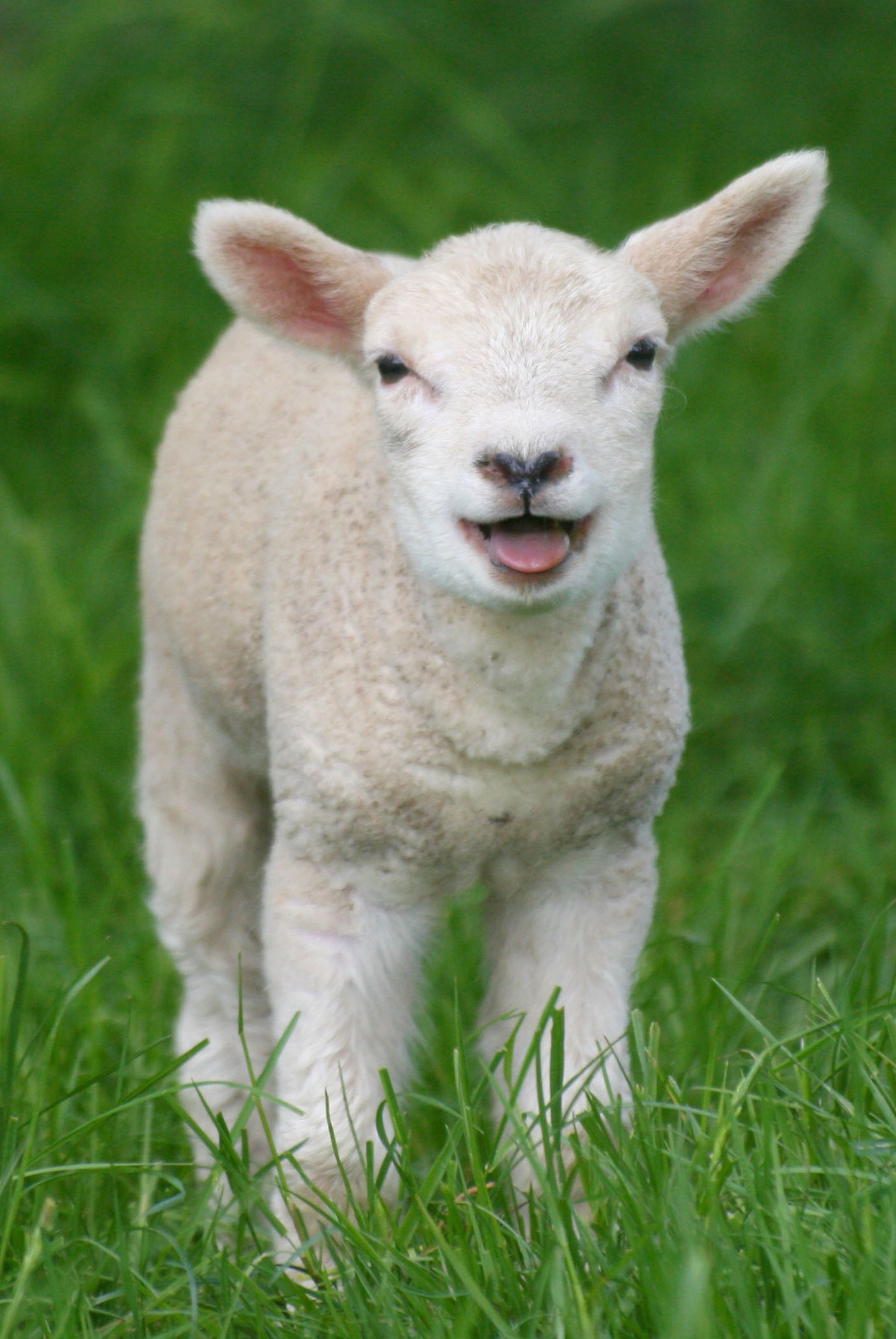 Pot să merg să mi cumpăr carne de miel de la agentul economic autorizat ...