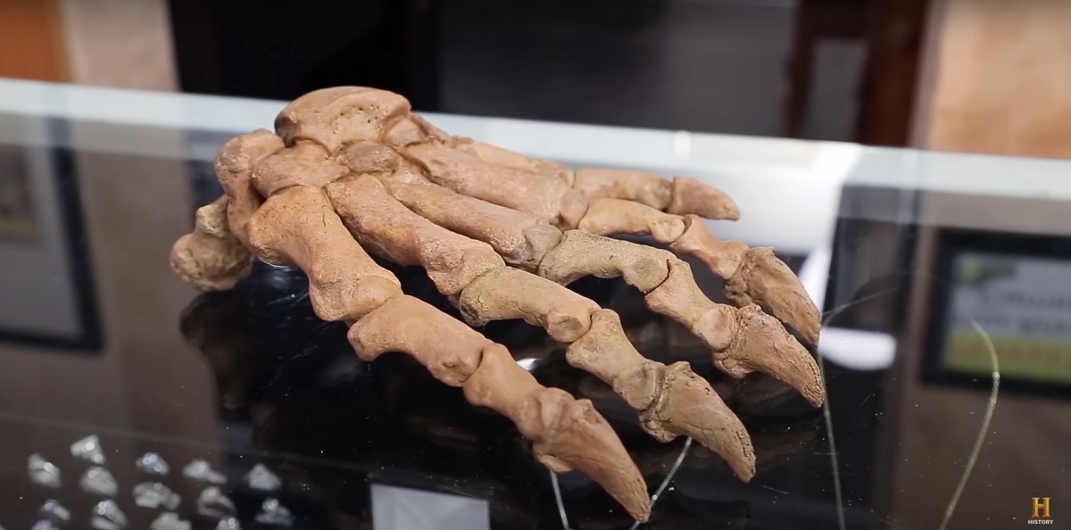 Laba de urs din Romania vanduta in Las Vegas - ZTV.ro - Zalau TV