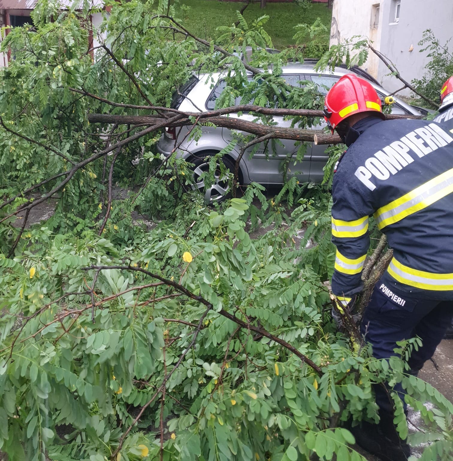 Copac cazut pe masina in Zalau - ZTV.ro - Zalau TV