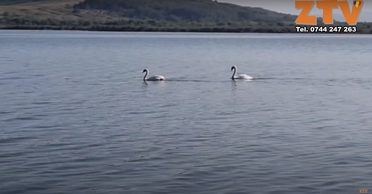 Lebede pe lacul Vârșolț - ZTV.ro - Zalau TV